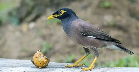 Common Myna Unveiling The Intricacies Of This Ubiquitous Bird The