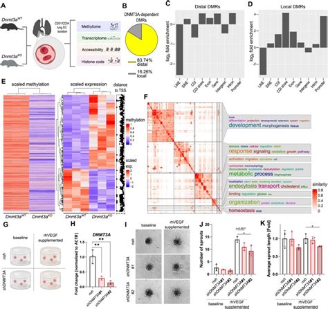 Dnmt3a Dependent Dna Methylation Shapes The Endothelial Enhancer Landscape Pmc