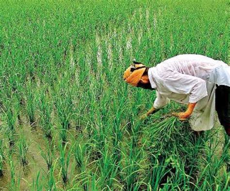 What Is MSP कय हत ह एमएसप और कस तय करत ह सरकर दलल कच कर रह कसन क य भ ह