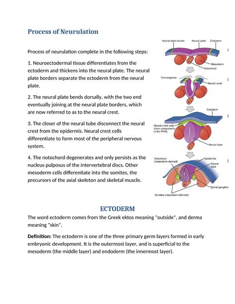 Early Vertebrate Development Neurulation Ectoderm Mesoderm Endoderm
