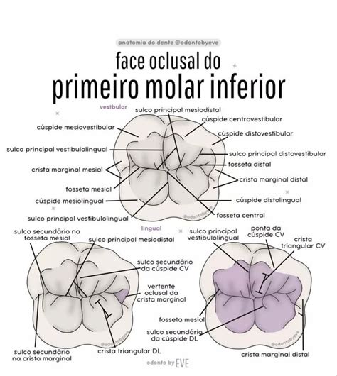 Eves Dental Anatomy The Odonto Experience Anatomia Dental Anatomia
