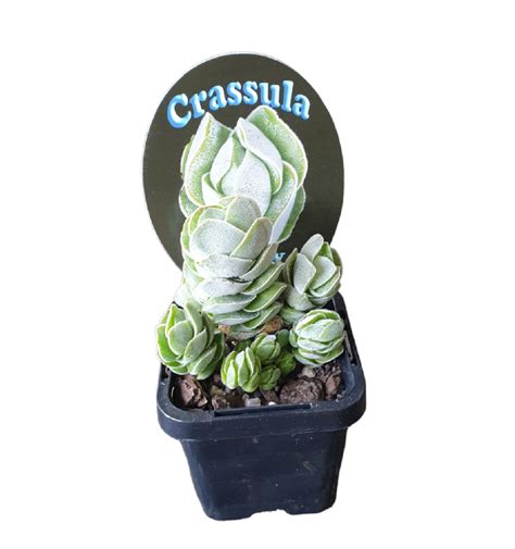 Crassula Ivory Pagoda 7cm The Garden Feast