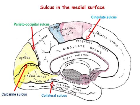 Sulcus Collateralis