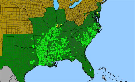 Cherrybark Oak Glen Arboretum