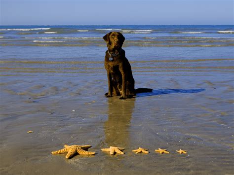 Waarom Eet Mijn Hond Een Zeester Oorzaken En Preventietips