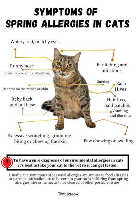 11 Key Facts About Food Allergies In Cats Artofit
