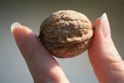 Walnut Nut Nature - Free photo on Pixabay - Pixabay