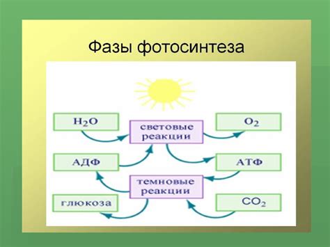 Фотосинтез презентация онлайн