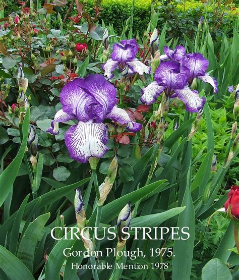 Tall Bearded Iris Circus Stripes ~ Heritage Irises