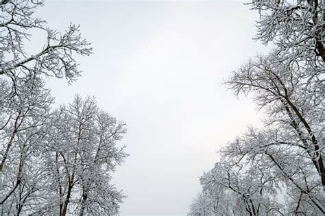 눈과 하늘로 덮인 나뭇가지 텍스트복사 공간이 있는 겨울 배경입니다 0명에 대한 스톡 사진 및 기타 이미지 0명 거리 겨울