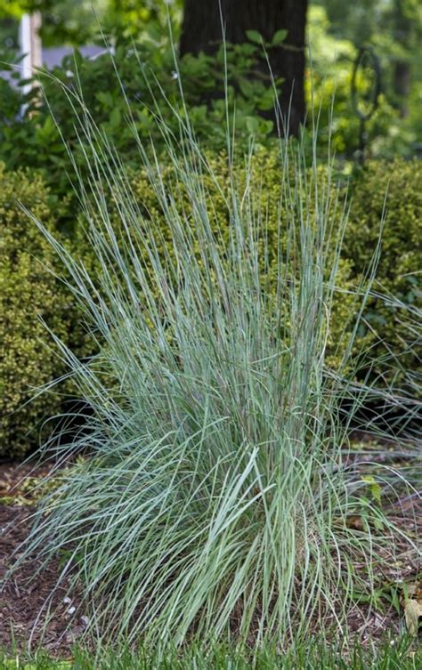 Ferns And Grasses Connecticuts Conservation Districts