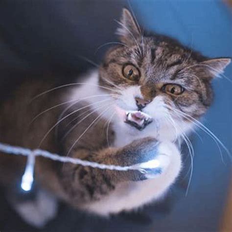 Will My Cat Ever Stop Chewing On Cords Diy Seattle