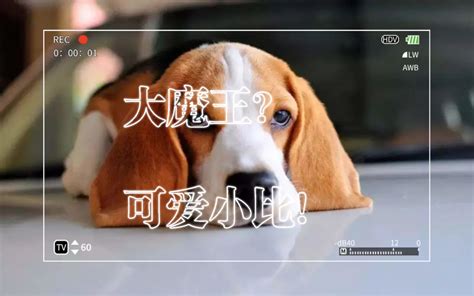 【纯音乐欣赏推荐】午後ならやっぱり 午后阳光，温暖如初，浅笑安然，笑颜如花。 虚火藏cvc 多休息，放轻松 哔哩哔哩视频