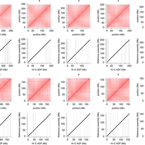 Hi C Contact Matrices Of Reference Guided Pseudomolecules A And C And Download Scientific