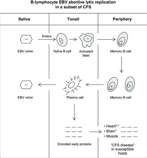 B Lymphocyte Ebv Abortive Lytic Replication In A Subset Of Cfs Notes