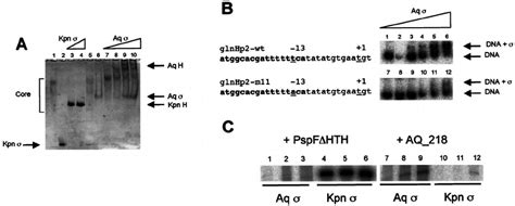 Activity Of Purified A Aeolicus ␴ N Protein A Core Rnap Binding