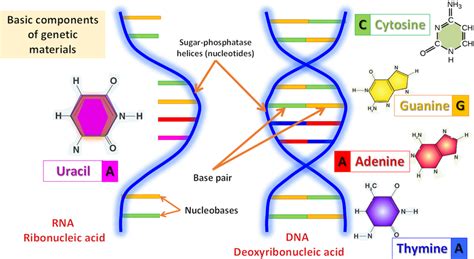 Basics Of Genetic Materials Components And Descriptions Download