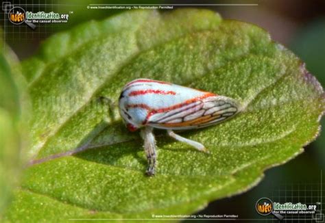 Oak Treehopper