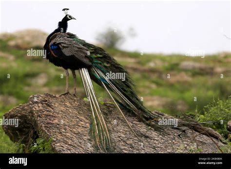 Peacock The National Bird Of India Are Seen On The Forest Roads In