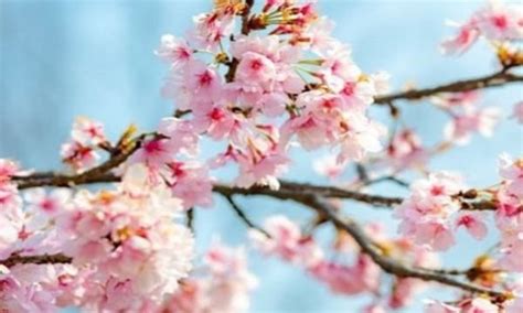 Sakura いきものがかり Ikimonogakari Hanasu 話す