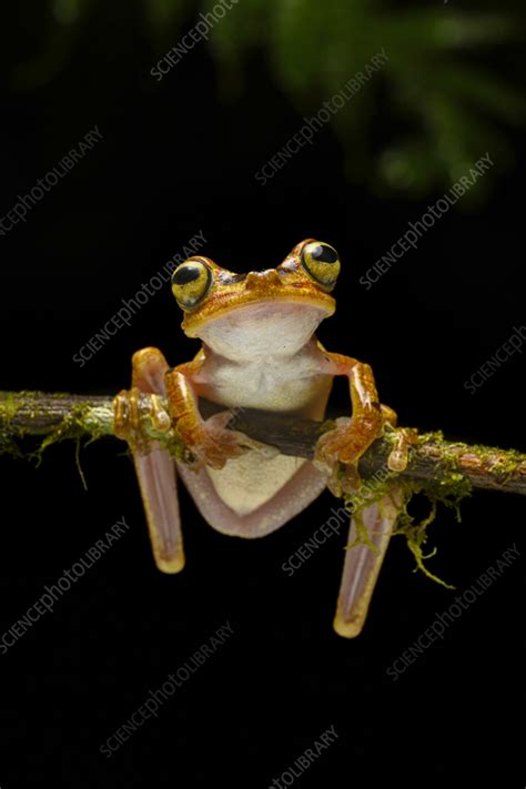 Imbabura Tree Frog Stock Image F045 5493 Science Photo Library
