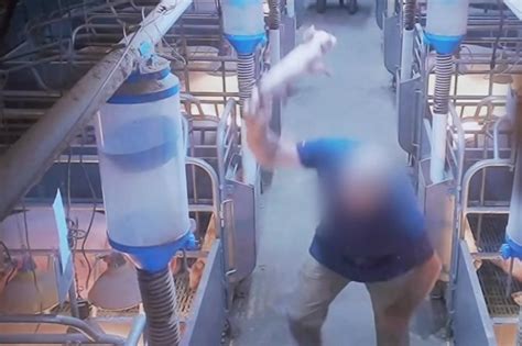 Pig welfare inquiry participants walk out to avoid... - News - Farm Transparency Project (FTP ...