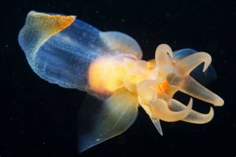La Polémica Decisión De Noruega El Primer País Del Mundo En Aprobar La