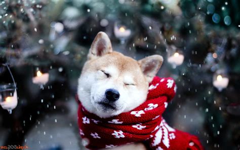 デスクトップ壁紙 動物 雪 冬 柴犬 子犬 2560x1600 px 哺乳類のような犬 犬の品種グループ 2560x1600