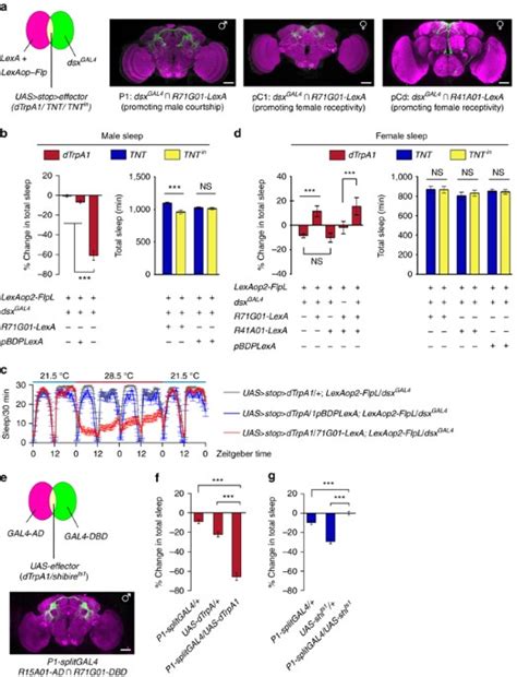 Genetic And Neuronal Mechanisms Governing The Sex Specific Interaction