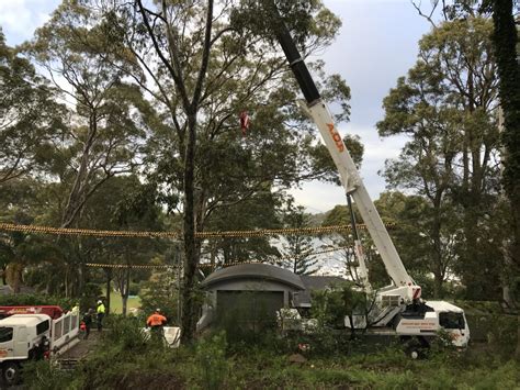Tree Removals Tree Services Sydney North Shore And Northern Beaches