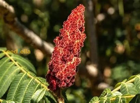 Yellow Quaking Aspen Tree Planting Seeds For Vibrant Growth And