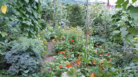 Intercropping And Companion Planting For A Healthy Garden Tomappo Blog