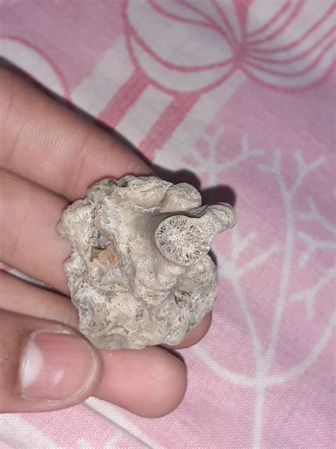 A Fossilized Sponge Fossil Id The Fossil Forum