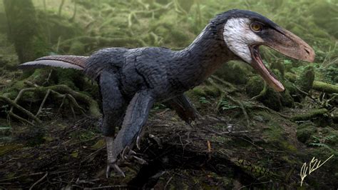 Pectinodon Saurian Wikia Fandom Powered By Wikia
