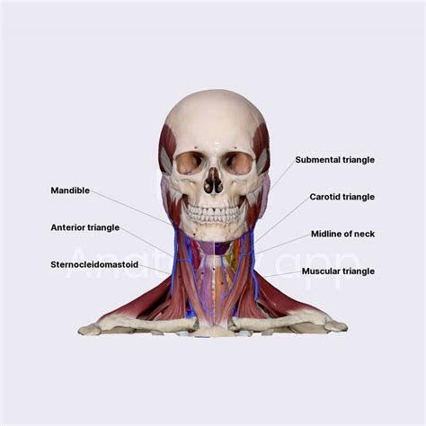 Anterior Neck Triangle Anatomy App