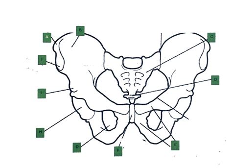 Pelvis Diagram Quizlet