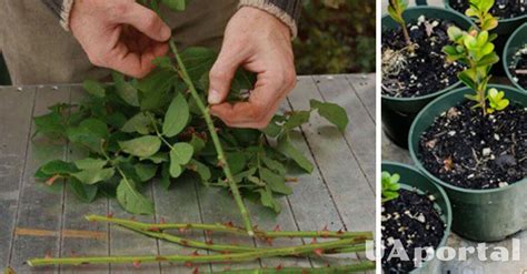 Чому рослини гинуть після вкорінення як правильно живцювати рослини
