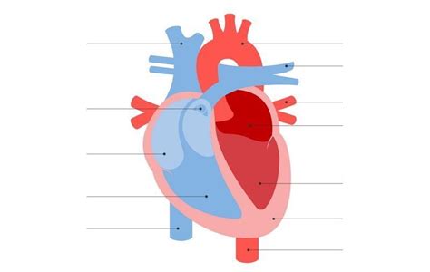 Ib Biology Heart And Blood Diagram Quizlet