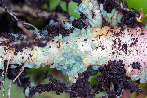 Aphids Colony On Roots Underground Aphid These Are Important Pests Of
