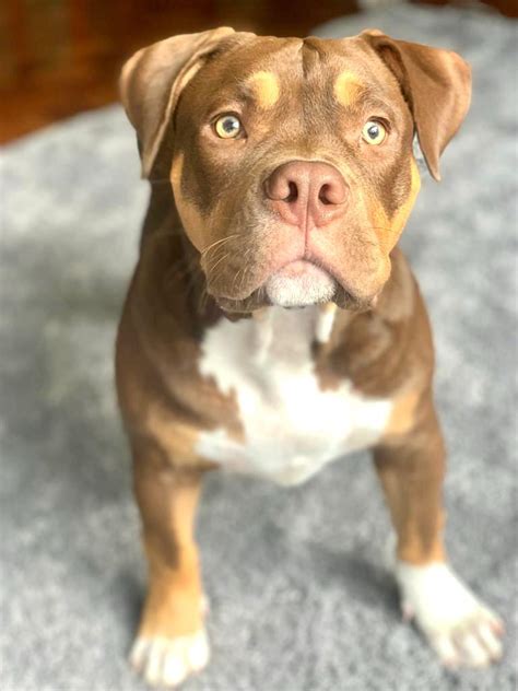 Pet Model Brasil › Barkley