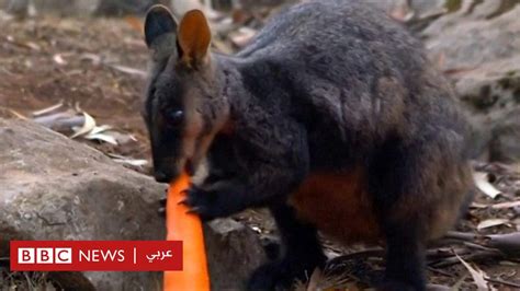 حرائق أستراليا طائرات تلقي خضروات لحيوانات احترقت مساكنها Bbc News عربي