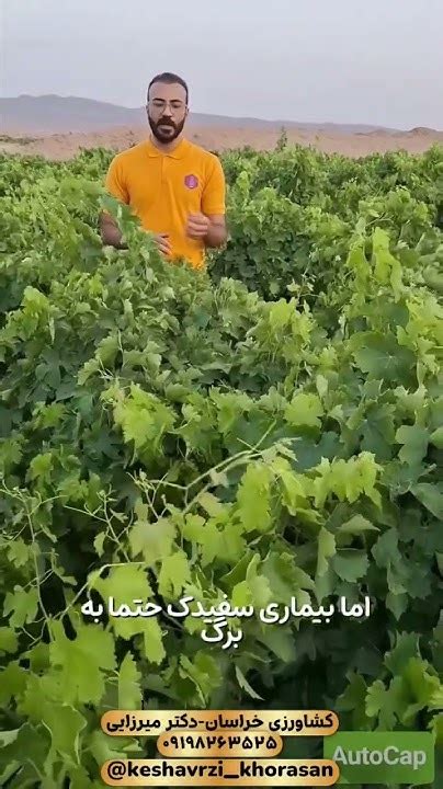 دلایل لوله شدن برگ انگور کشاورزی خراسان دکتر میرزایی ۰۹۱۹۸۲۶۳۵۲۵ انگور