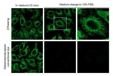 Endoplasmic Reticulum Er Staining Dye For Long Term Live Imaging