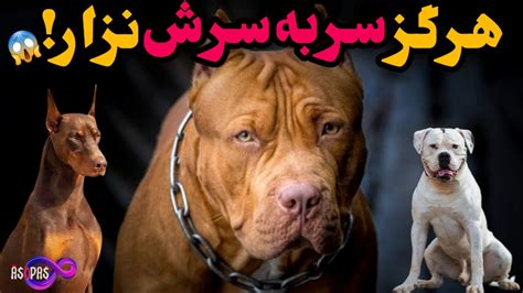 خطرناک ترین سگ های جهان 10 تا از باهوش ترین سگ های جهان Youtube