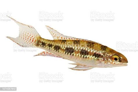 바둑판 Cichlid Dicrossus Filamentosus 수족관 물고기 드워프 시 클 리드 감금 상태에 대한 스톡 사진 및