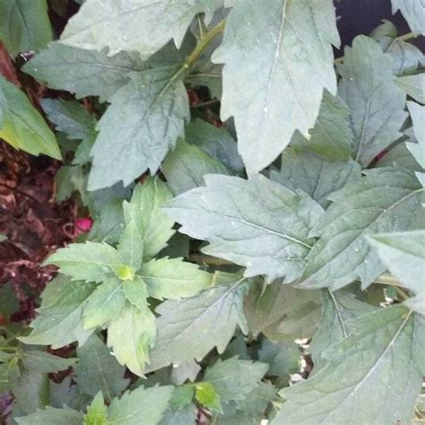 Rough Surface Aster Aster Ageratoides Plant Care And How To Grow Water