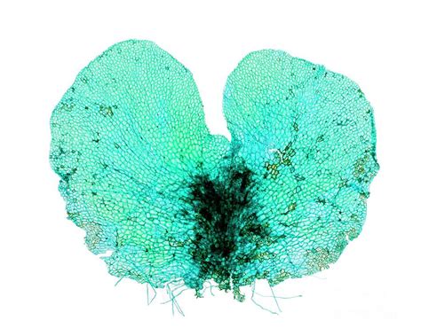 Fern Dryopteris Filix Mas Prothallus Photograph By Dr Keith Wheeler