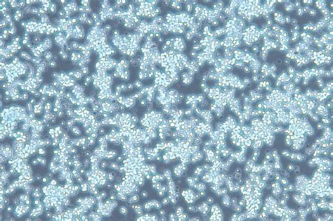 人b淋巴母细胞hmy2cirstr鉴定正确人源细胞产品中心上海瑾原生物科技有限公司