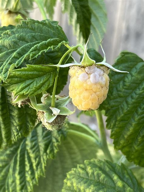 Anne Raspberry White Druplets General Fruit Growing Growing Fruit