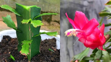 How To Grow And Transplant A Christmas Cactus Tips For Thriving